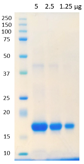 NanoKAZ Luciferase Protein