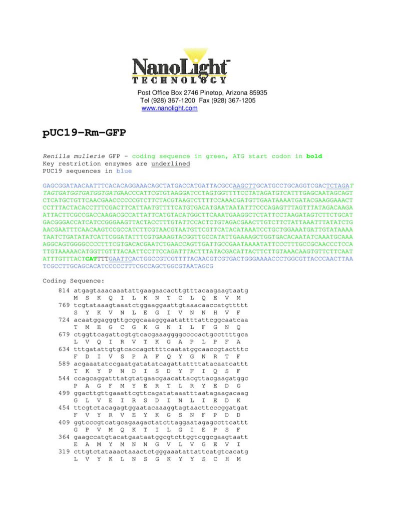 pUC19 R.M. GFP