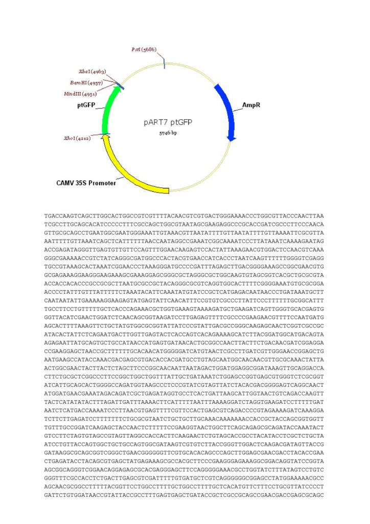 pART7-Pt-GFP